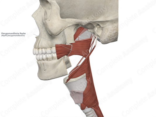 Pterygomandibular Space - an overview | ScienceDirect Topics