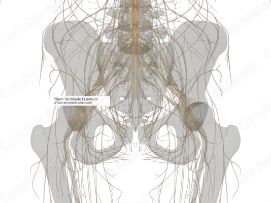 Filum Terminale - an overview | ScienceDirect Topics