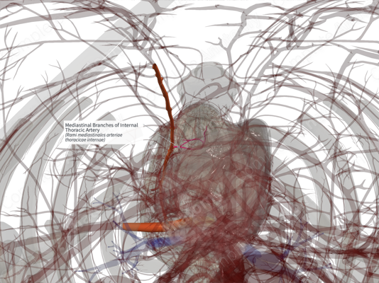 Internal Thoracic Artery Cadaver