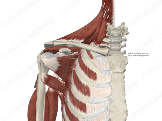 Subscapularis Muscle - an overview | ScienceDirect Topics