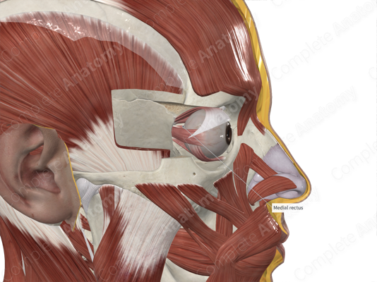 Medial Rectus Muscle - an overview | ScienceDirect Topics