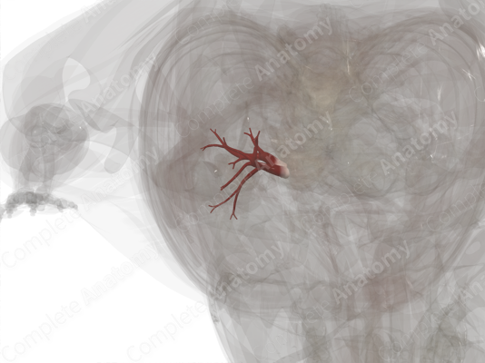 Pulmonary Vein - an overview | ScienceDirect Topics