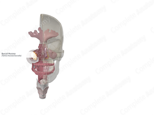 Buccal Mucosa - an overview | ScienceDirect Topics