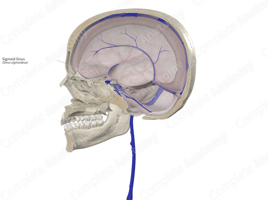 Sigmoid Sinus - an overview | ScienceDirect Topics