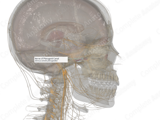 Vidian Nerve - an overview | ScienceDirect Topics