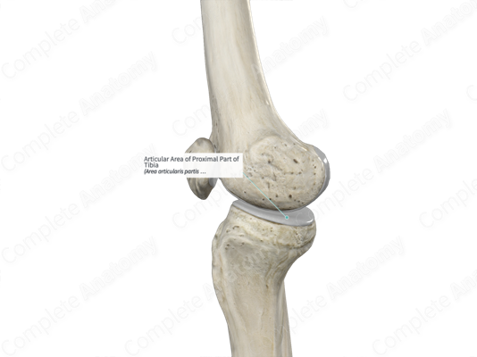 Tibia - an overview | ScienceDirect Topics