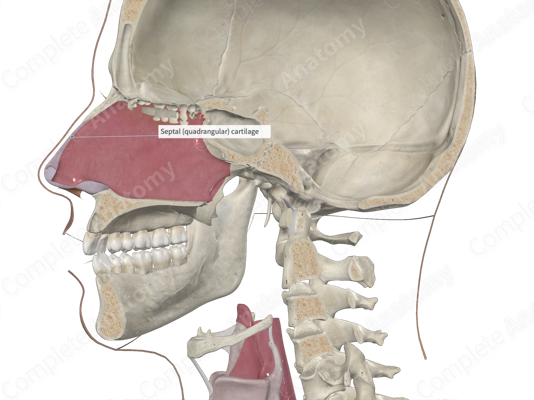 Cartilage - an overview | ScienceDirect Topics