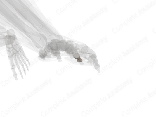 Middle Phalanx - an overview | ScienceDirect Topics