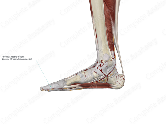 Toe - an overview | ScienceDirect Topics