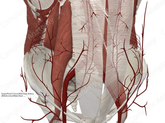 Iliac Artery - an overview | ScienceDirect Topics