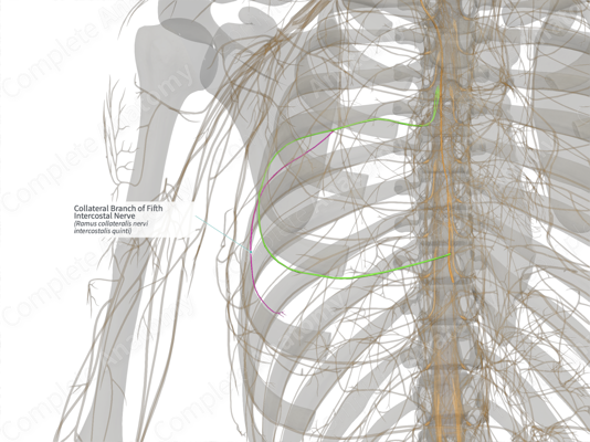 Nervo Intercostal Posterior