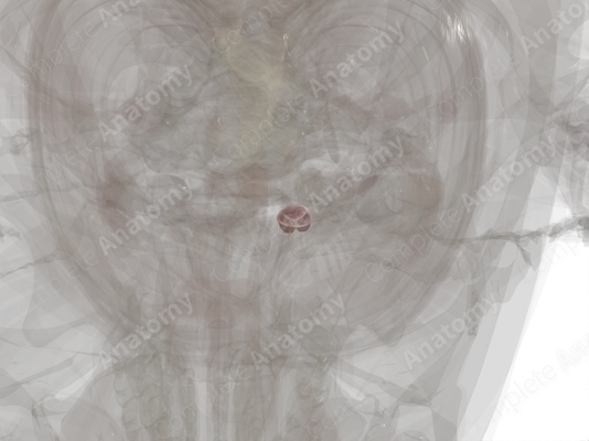 Pulmonary Valve - an overview | ScienceDirect Topics