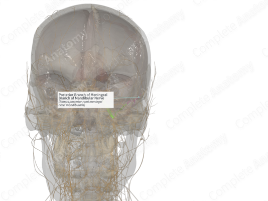 Mandibular Nerve - an overview | ScienceDirect Topics