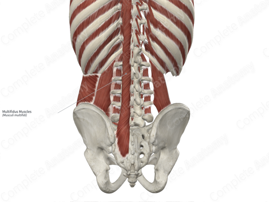 Multifidus And Erector Spinae