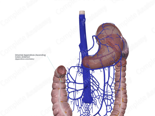 Epiploic Appendix - an overview | ScienceDirect Topics