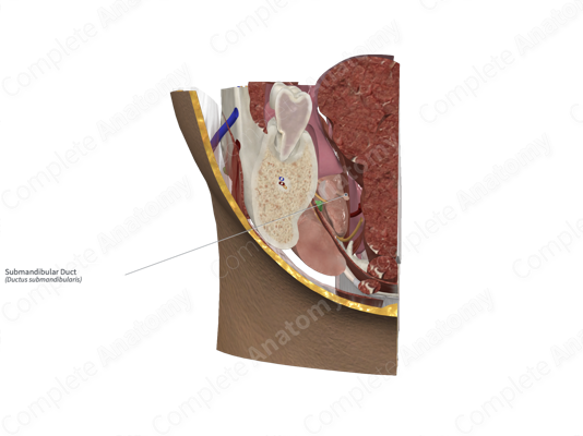 Submandibular Duct - an overview | ScienceDirect Topics