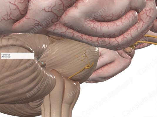 Cerebellum Flocculus - an overview | ScienceDirect Topics