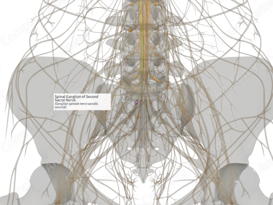 Spinal Ganglion - an overview | ScienceDirect Topics