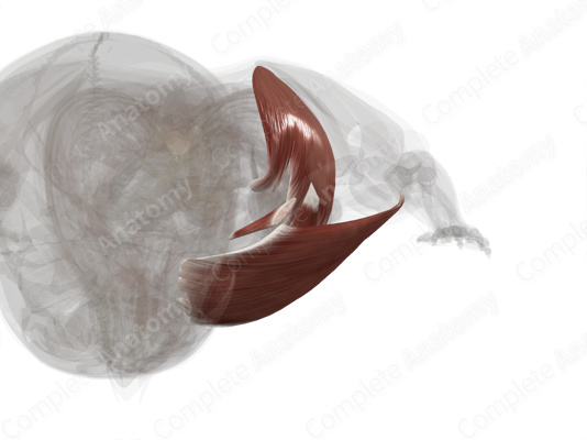 Pectoral Muscle - an overview | ScienceDirect Topics