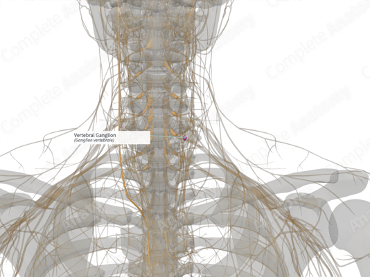 Ganglion - an overview | ScienceDirect Topics