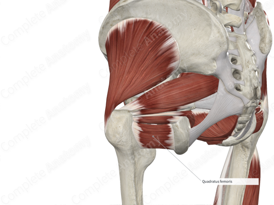 Quadratus Femoris Trigger Point Frontiers Advancing Musculoskeletal 8713