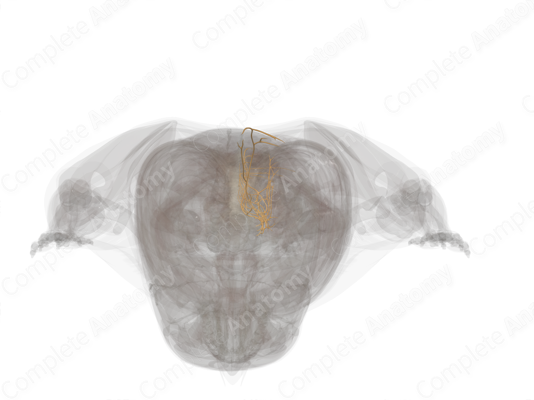 Cervical Nerve Root - an overview | ScienceDirect Topics