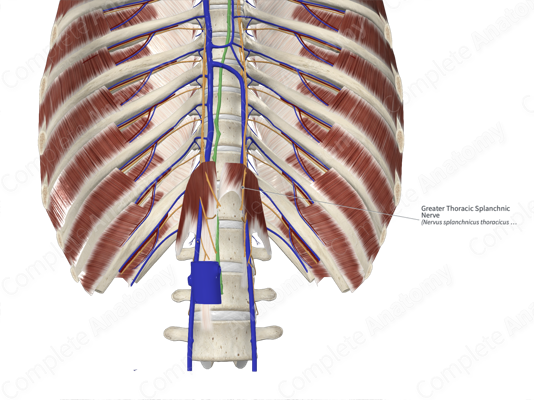 Splanchnic Nerve - an overview | ScienceDirect Topics