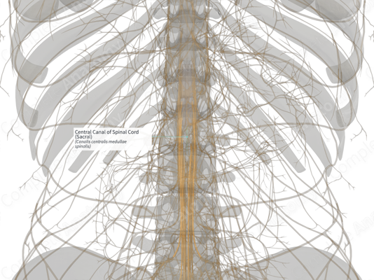 Sacral Spinal Cord - an overview | ScienceDirect Topics