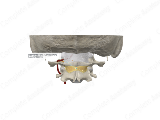 Ligamentum flavum - an overview | ScienceDirect Topics
