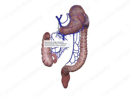 Large Intestine Mucosa - an overview | ScienceDirect Topics