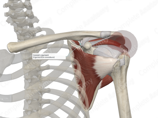 Coracoid Process - an overview | ScienceDirect Topics