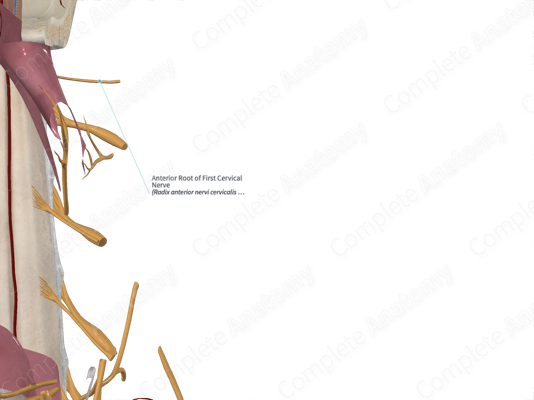 Cervical Nerve Root - an overview | ScienceDirect Topics