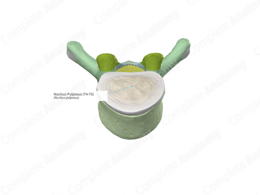 Nucleus Pulposus - an overview | ScienceDirect Topics