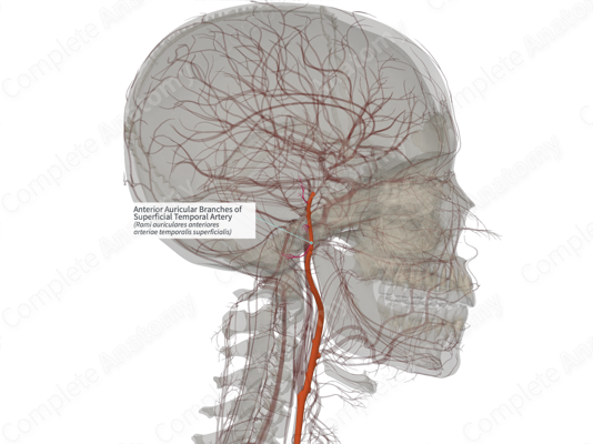 Superficial Temporal Artery - an overview | ScienceDirect Topics