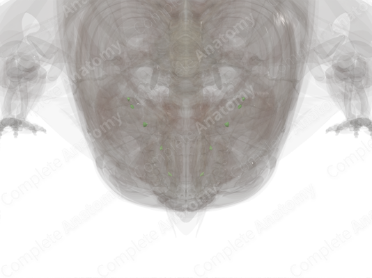 Submandibular Lymph Node - an overview | ScienceDirect Topics