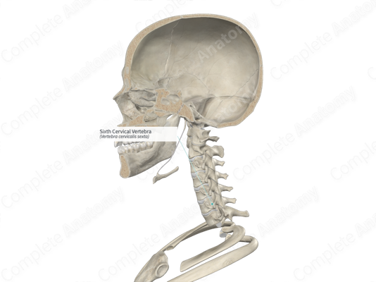 Sixth Cervical Vertebra - an overview | ScienceDirect Topics