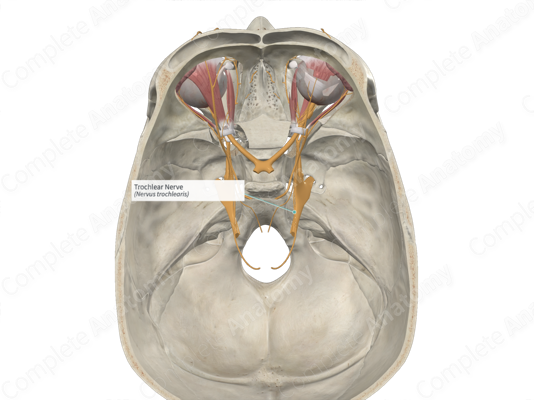 Trochlear Nerve - an overview | ScienceDirect Topics