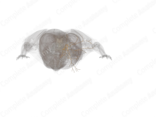 Cervical Plexus - an overview | ScienceDirect Topics