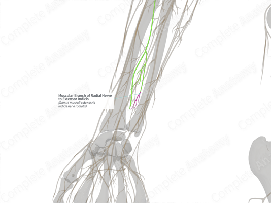 Radial Nerve - an overview | ScienceDirect Topics