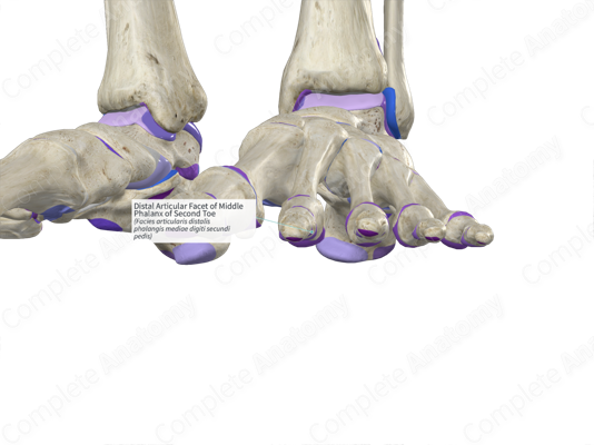 Middle Phalanx - an overview | ScienceDirect Topics