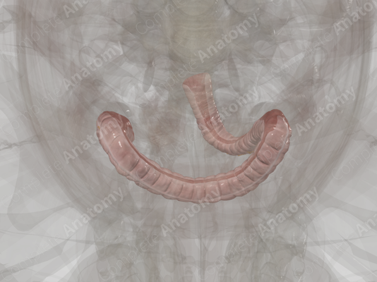 Colon - an overview | ScienceDirect Topics