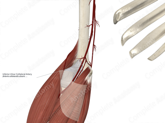 Ulnar Artery - an overview | ScienceDirect Topics