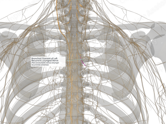 Laryngeal Nerve - an overview | ScienceDirect Topics