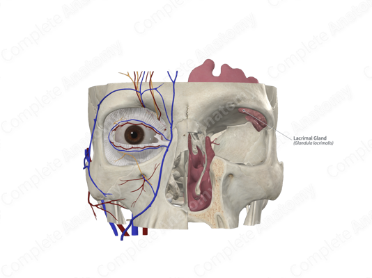 Lacrimal Gland - an overview | ScienceDirect Topics