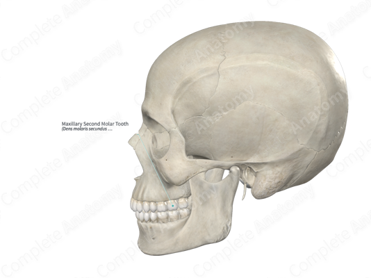 Maxillary Second Molar - an overview | ScienceDirect Topics