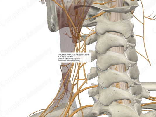 Sixth Cervical Vertebra - an overview | ScienceDirect Topics