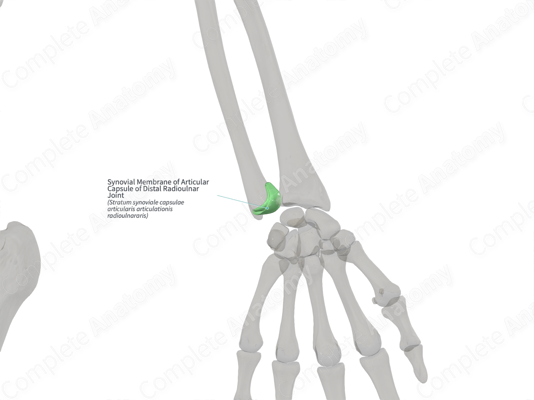Radioulnar Joint - an overview | ScienceDirect Topics