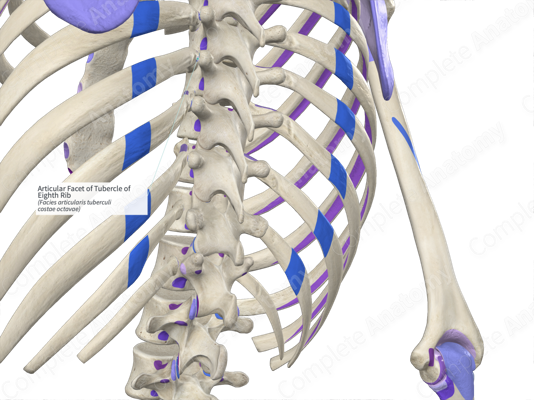 Rib Cage - an overview | ScienceDirect Topics