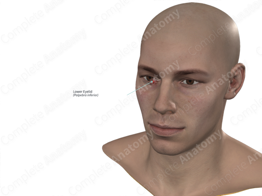Lower Eyelid - an overview | ScienceDirect Topics