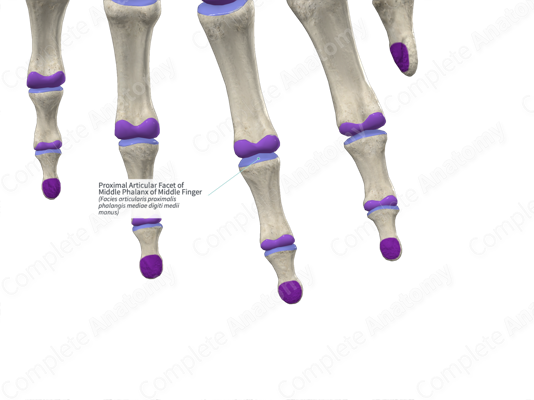 Middle Phalanx - an overview | ScienceDirect Topics